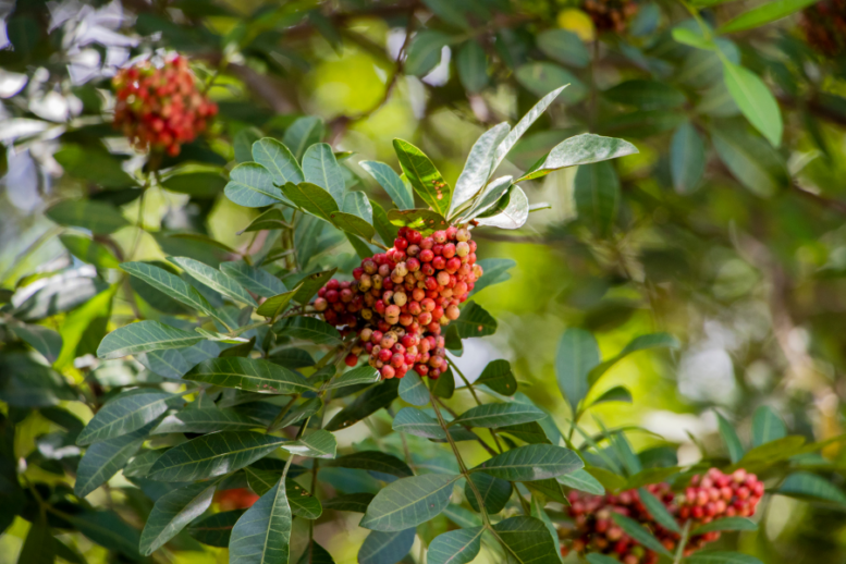 Tutto sulla pianta del pepe