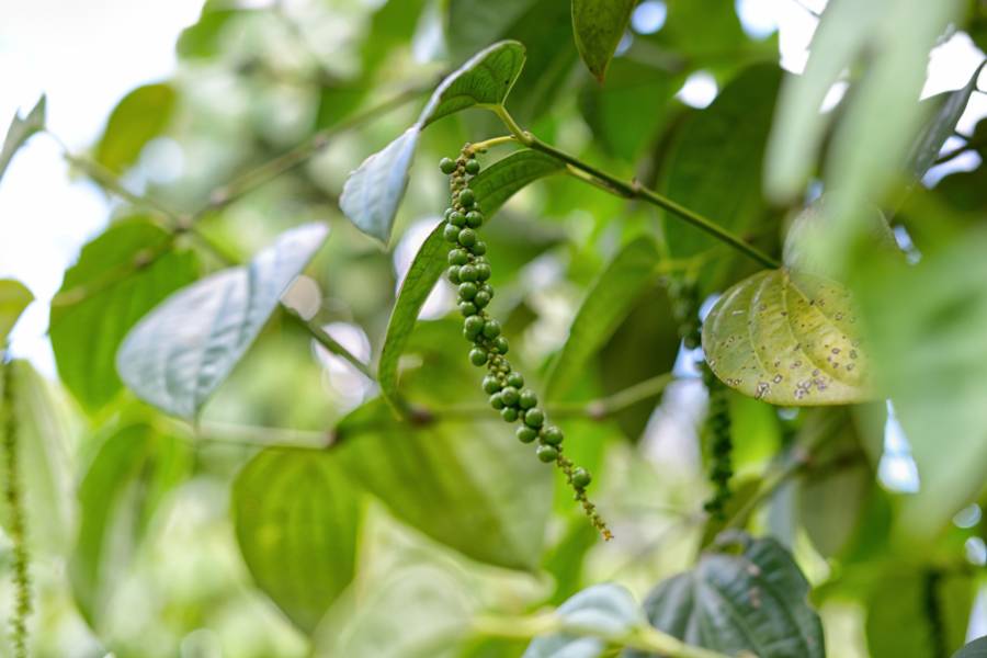 Tutto sulla pianta del pepe
